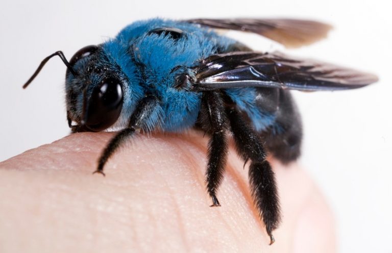 Carpenter Bees - Reliable Bed Bug Exterminator in Cincinnati Ohio